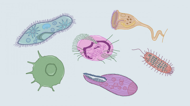 PROTOZOARIOS: CARACTERÍSTICAS, TIPOS y EJEMPLOS Esenciales