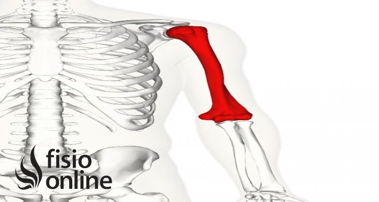 Qué es el húmero y cuál es su importancia para nuestro cuerpo