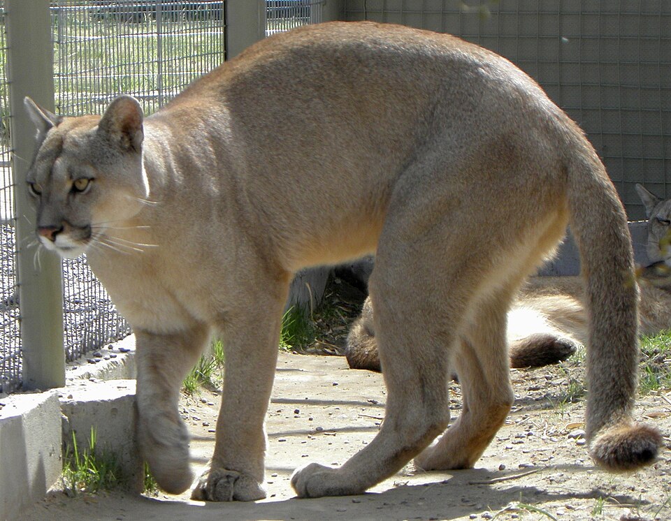 Qué es el Puma Definición, características y usos en detalle