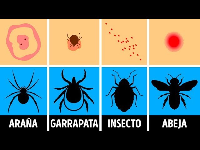 RETRACTAR: Significado, Definición y Origen Esencial