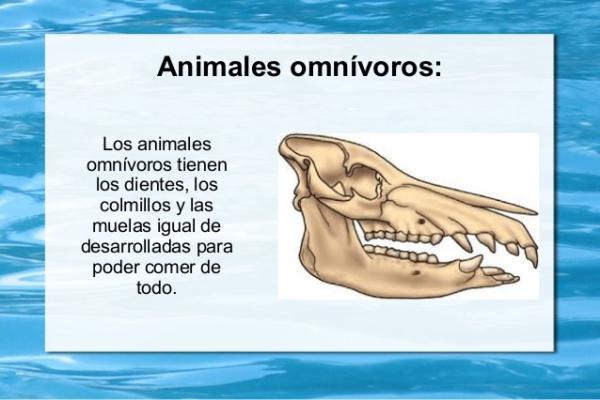 FUNCIONES BÁSICAS de los SERES VIVOS que DEBES CONOCER
