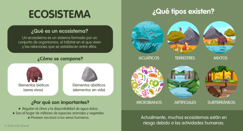 Qué son los ecosistemas mixtos, cuáles son sus tipos y valor