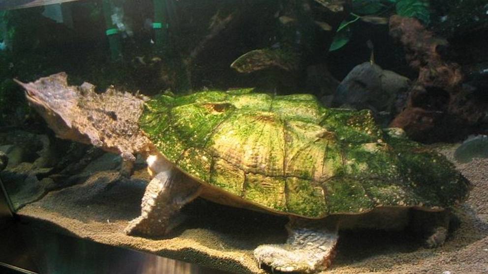 TORTUGAS CON PICOS: ¡DESCUBRE SU MUNDO SORPRENDENTE!